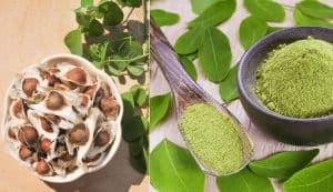 What Diseases Can Moringa Cure and Prevent?