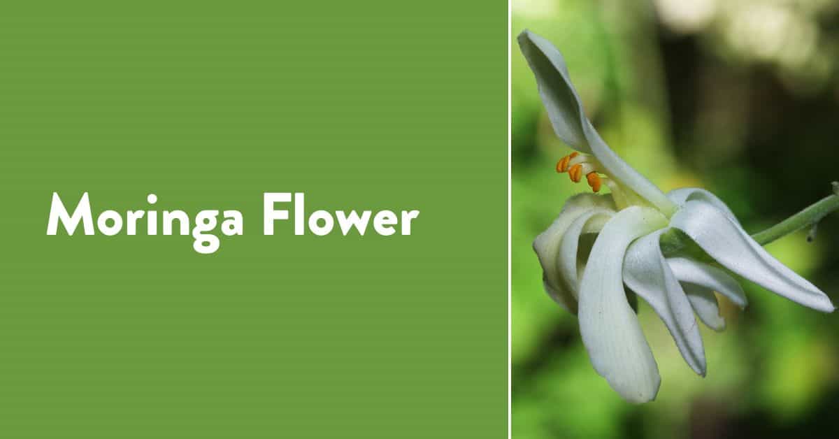Moringa Flower